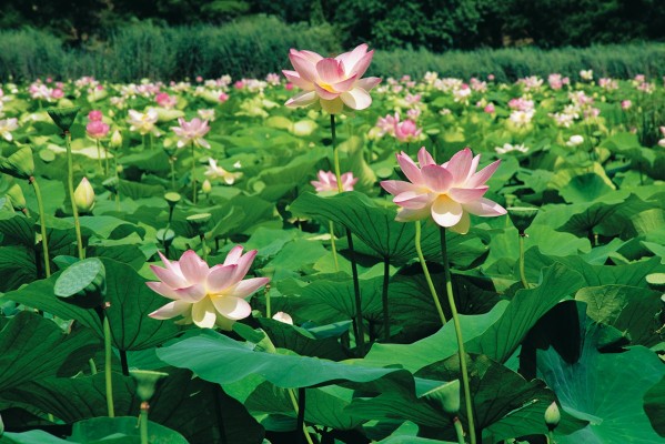 Stolotusan - MaterialDistrict