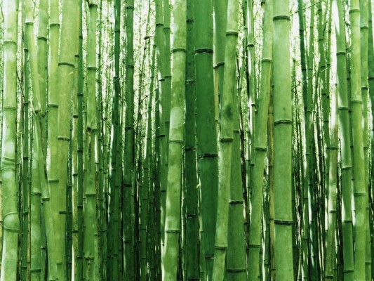All you want to know about Bamboo - MaterialDistrict