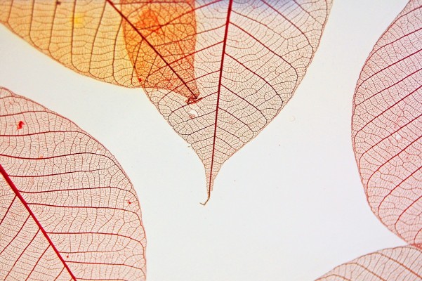 Grass & Leaves - MaterialDistrict