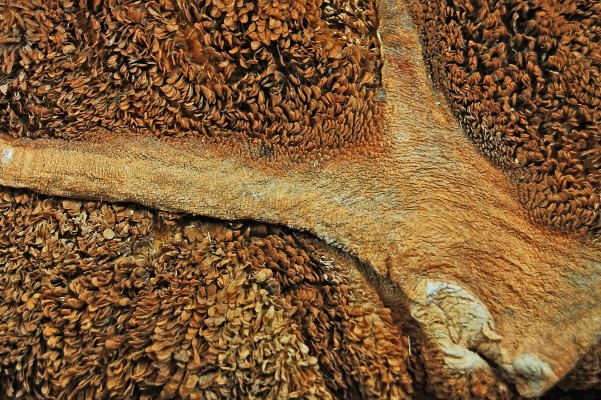 Rumen - MaterialDistrict