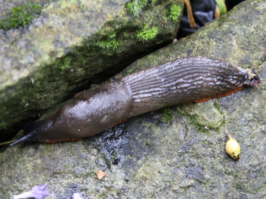 SLUG versus the sludge - MaterialDistrict