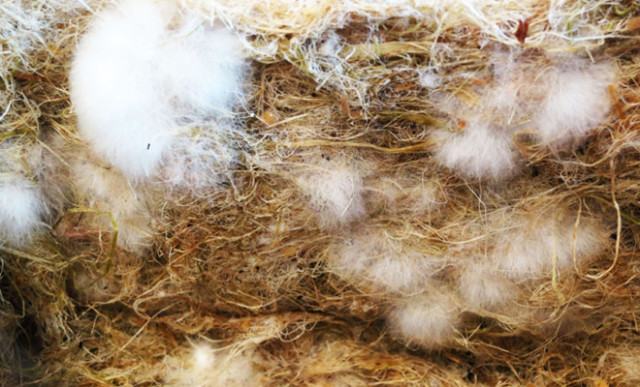 New textile grows from mushrooms - MaterialDistrict