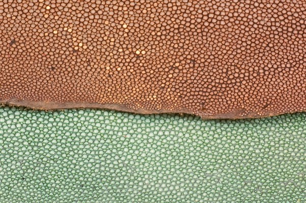 Growing Biobased Building Materials - MaterialDistrict