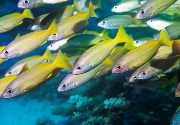 Studying Fish to Design New Materials - MaterialDistrict