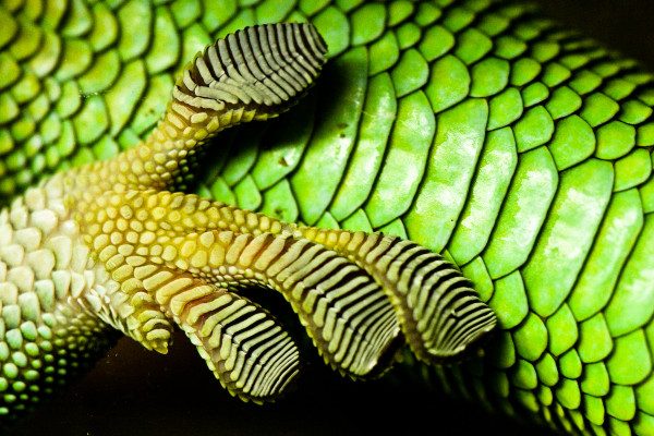 Gecko Skin - MaterialDistrict