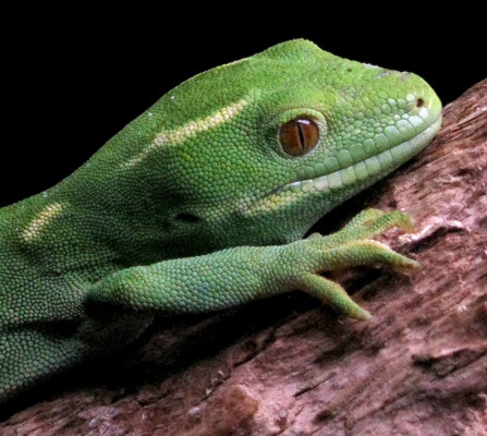 Gecko Skin - MaterialDistrict