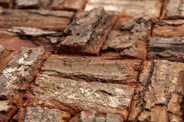 Prambanam mahogany bark - MaterialDistrict