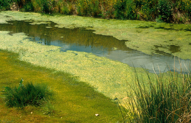 Bio-foam made from algal bloom - MaterialDistrict