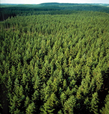 Bioplastic made from pinene from pine trees - MaterialDistrict