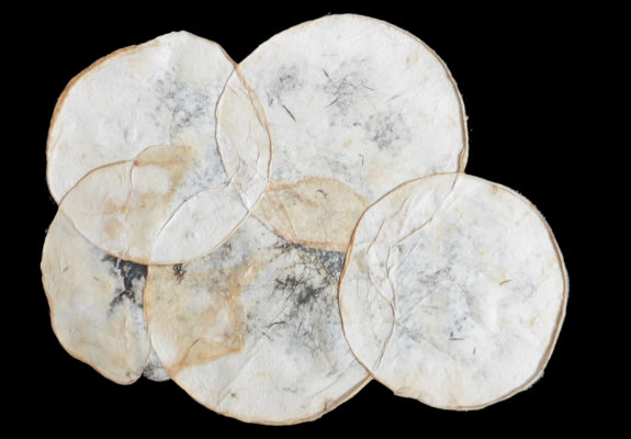 MycoTEX: textile made from mushroom mycelium - MaterialDistrict