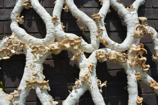 Grown Structures: A zero-waste structure made from mycelium ...