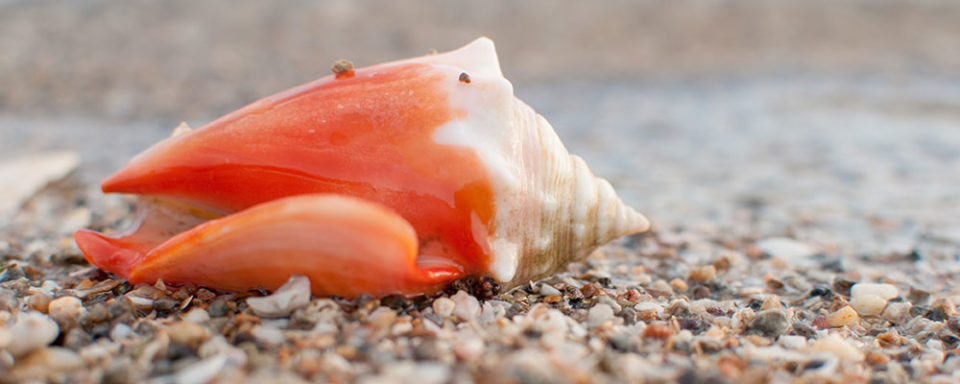 Recreating the structure of a conch shell by 3D printing on World Ocean ...