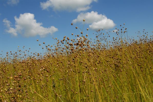 Flax wall core - MaterialDistrict