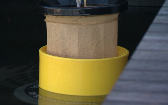 The Seabin Project cleans up the first marina in the Netherlands ...