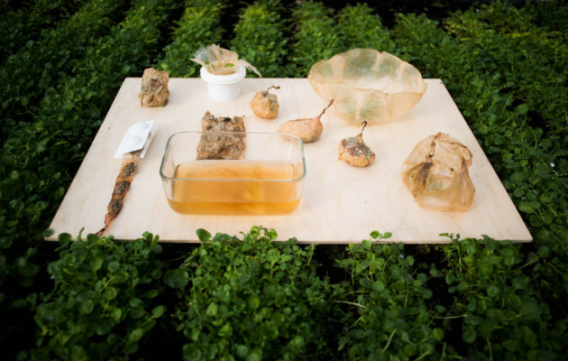 Scoby: edible packaging material grown from bacteria - MaterialDistrict