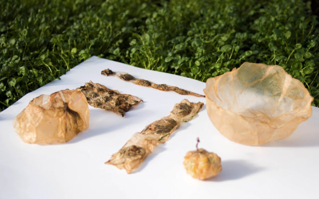 Scoby: edible packaging material grown from bacteria - MaterialDistrict