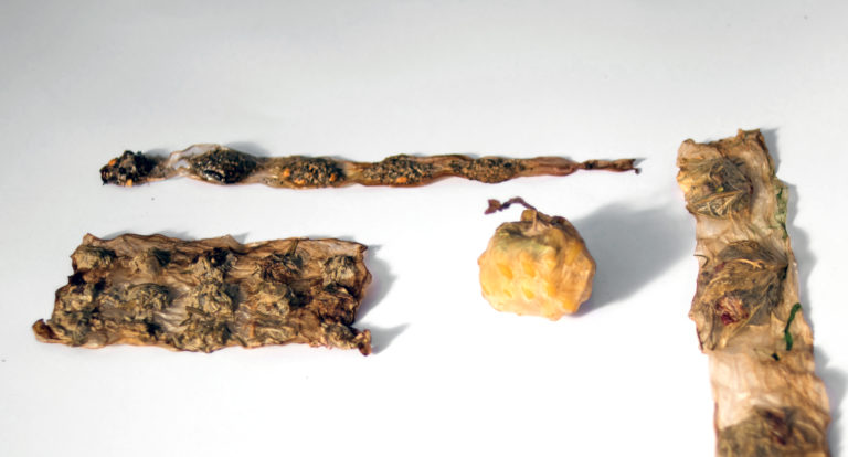 Scoby: edible packaging material grown from bacteria 14 - MaterialDistrict