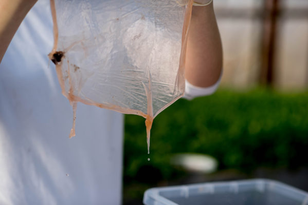 Scoby: edible packaging material grown from bacteria - MaterialDistrict