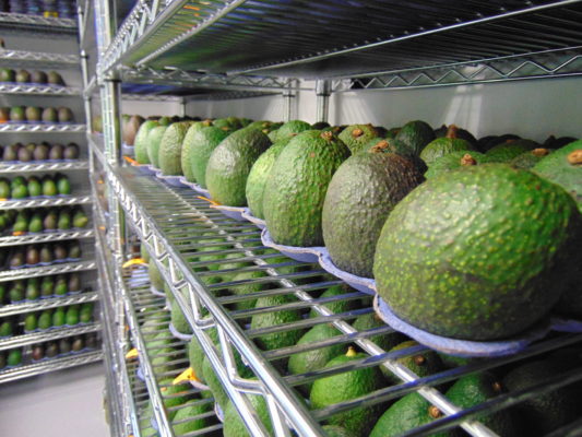 Plant-based Apeel coating slows produce spoilage - MaterialDistrict