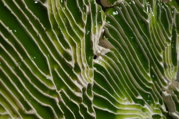 Algae and hydrogel coated tiles to clean water - MaterialDistrict