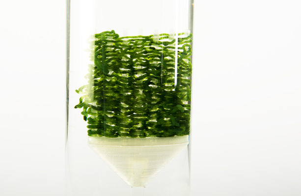 Biophilic design with living and dead algae - MaterialDistrict
