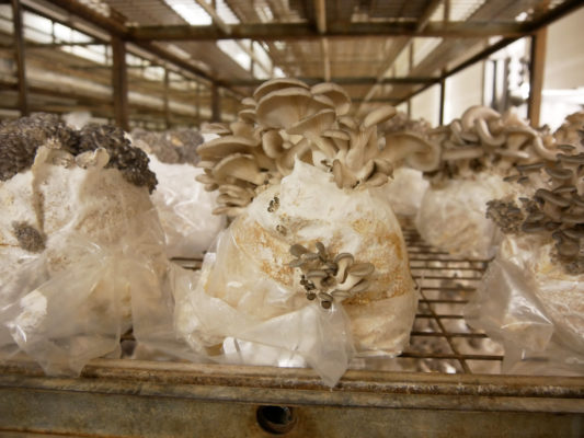 A living house made of mycelium - MaterialDistrict