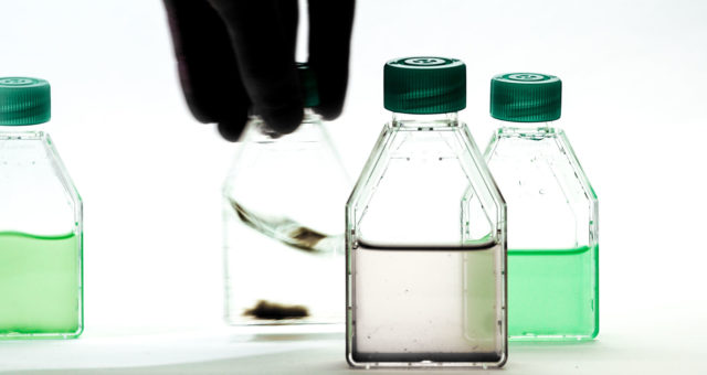 Increasing solar panel efficiency with algae - MaterialDistrict