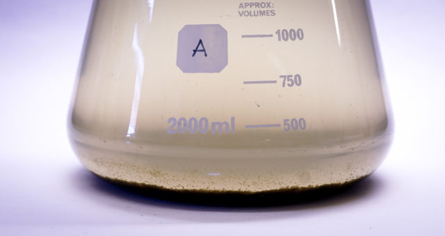 Increasing solar panel efficiency with algae - MaterialDistrict