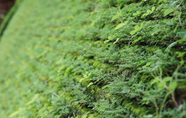 Moss-covered facades - MaterialDistrict