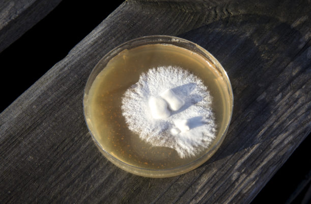 Mycelium (root structure of fungi) - MaterialDistrict