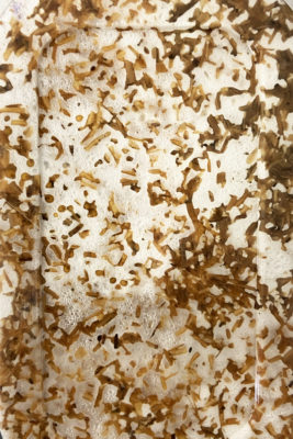 Mycelium (root structure of fungi) - MaterialDistrict