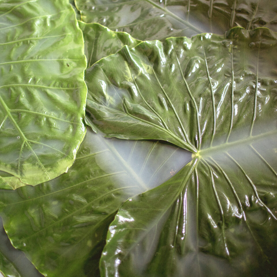 beLEAF Production - MaterialDistrict