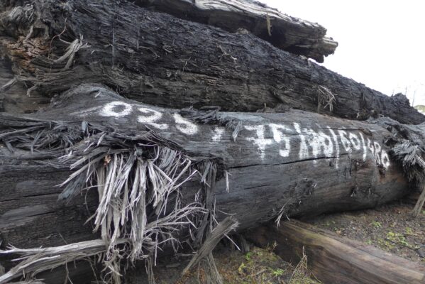 Bog Oak - MaterialDistrict