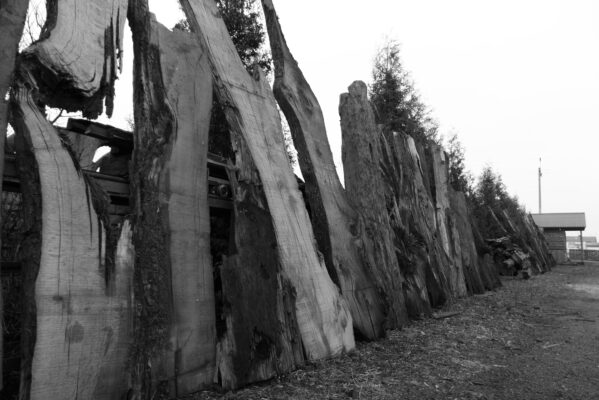 Bog Oak - MaterialDistrict