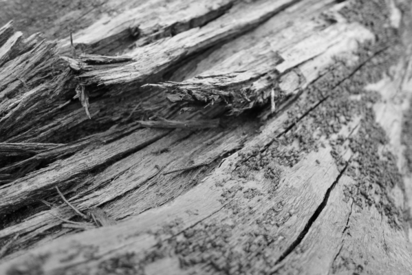 Bog Oak Materialdistrict