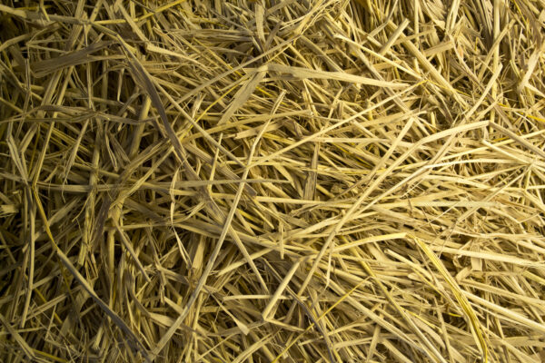 A house made of rice - MaterialDistrict