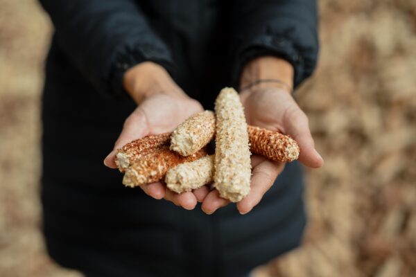 Interior wall cladding made of corn cobs - MaterialDistrict