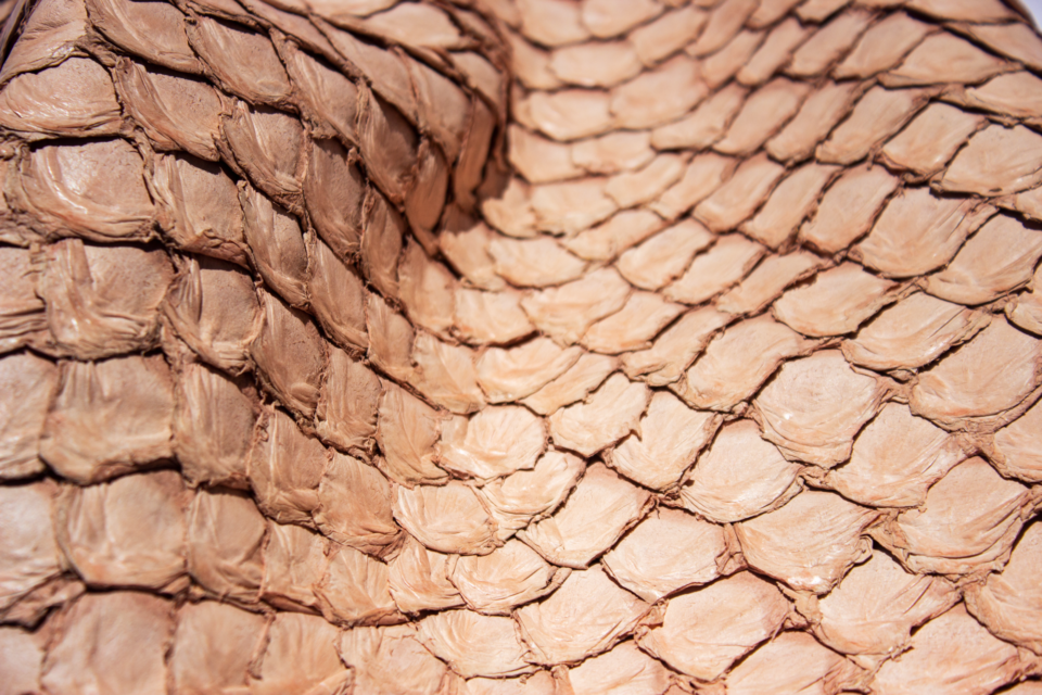 PIRARUCU (ARAPAIMA GIGAS) FISH LEATHER - MaterialDistrict
