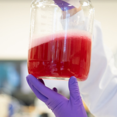 Dyeing clothes with genetically engineered bacteria - MaterialDistrict