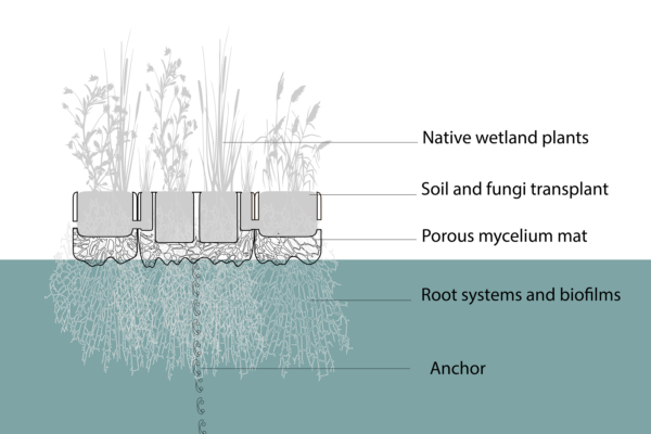 Floating biofiltration pods made of mycelium - MaterialDistrict