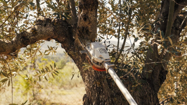 Auto parts made of olive tree waste - MaterialDistrict