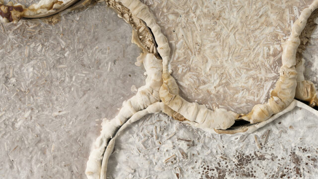 A wood-mycelium composite construction - MaterialDistrict