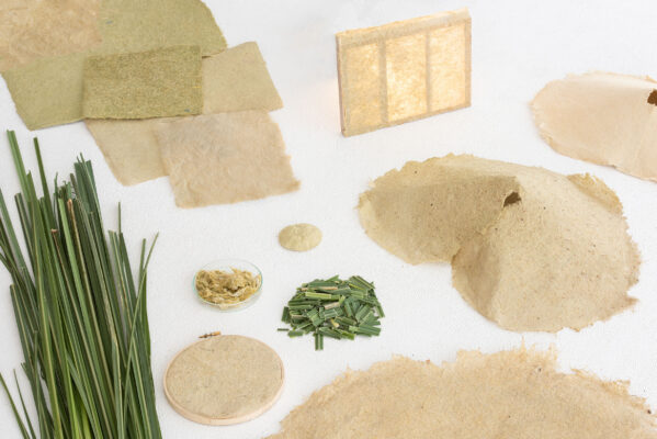 Pampas Grass paper - MaterialDistrict