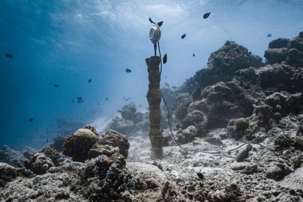 Coral Sonic Resilience: Sound and Sustainable Materials Revive Coral ...