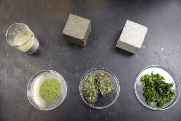 Seaweed-Based Concrete Offers a Greener Path for the Built Environment - MaterialDistrict