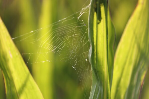 Corn-Based ‘Plantymer’ Mimics Spider Silk to Create Strong ...