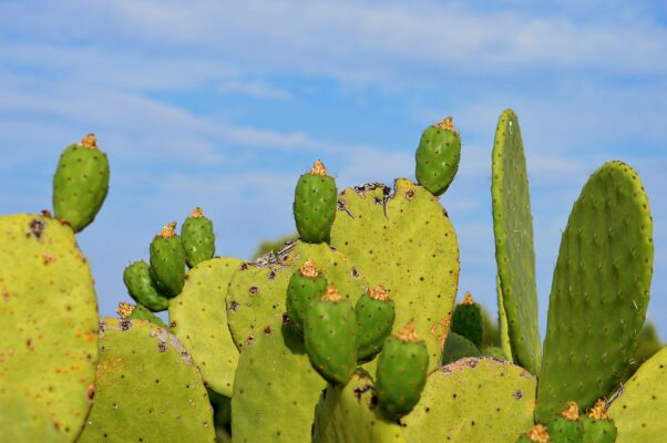 Prickly Pear Cactus Waste Reinforces Biobased Composite Materials ...